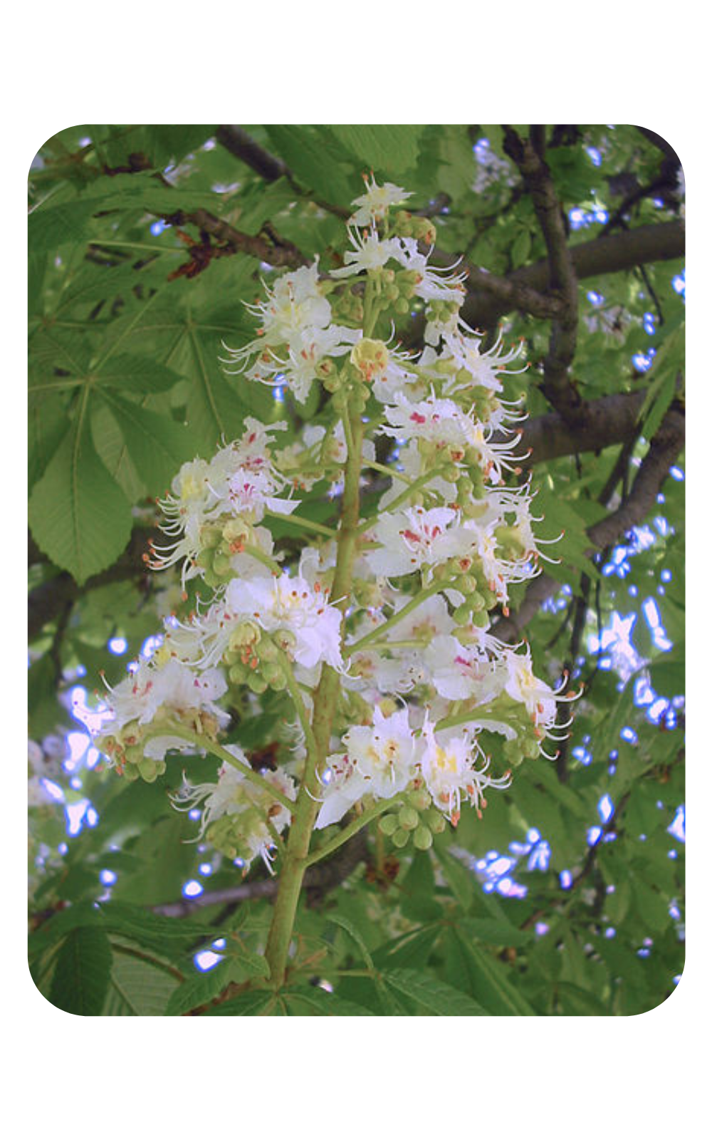 White Chestnut – juliagraves